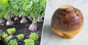 Swede: Nutrition Facts, Health Benefits, Side Effects