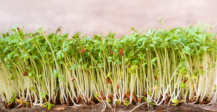 Cress: Nutrition Facts, Health Benefits, Side Effects