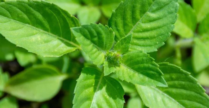 Holy Basil Benefits for Immunity, Stress Relief, and Overall Wellness