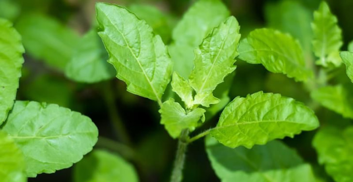 Holy Basil: Discover Its Healing Properties And Spiritual Benefits