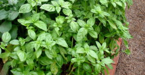 Sweet Basil: Classic Herb For Italian Cuisine And Garden Success