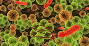 Gut Bacteria Explained: Types, Functions, and Health Impact