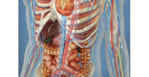 What Organ Is Under Left Rib: Spleen, Stomach, Or Kidney?